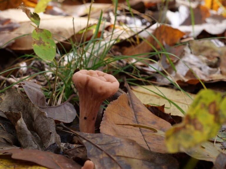 Club Mushrooms of North America: Identification and Lookalikes ...