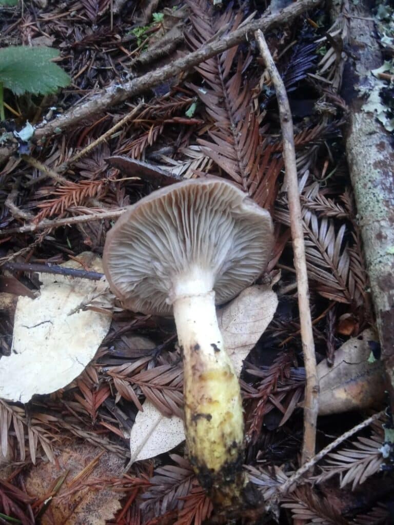 Spike Cap Mushrooms: Identification, Edibility, and Lookalikes ...