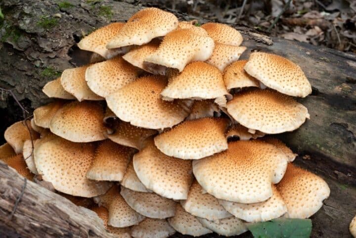 Pholiota Mushrooms of North America - Mushroom Appreciation