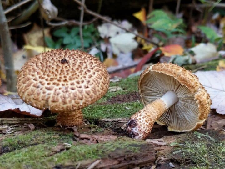 Shaggy Scalycap Mushrooms: Identification, Lookalikes, and Edibility ...
