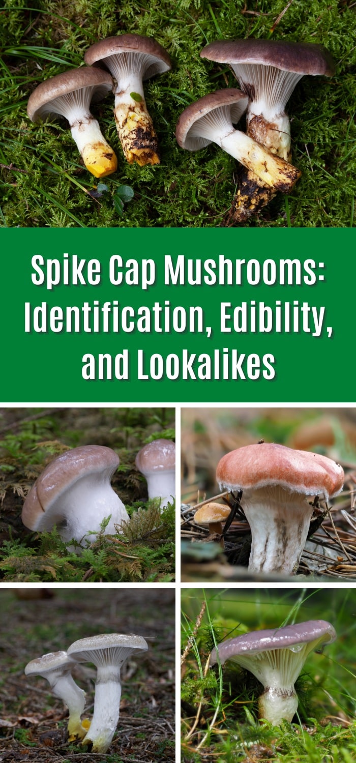 Spike Cap Mushrooms: Identification, Edibility, and Lookalikes ...