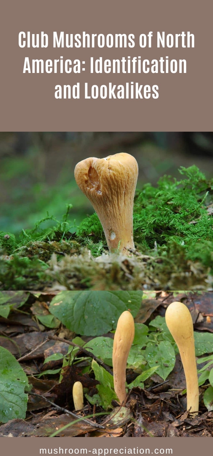 Club Mushrooms of North America: Identification and Lookalikes - Mushroom Appreciation