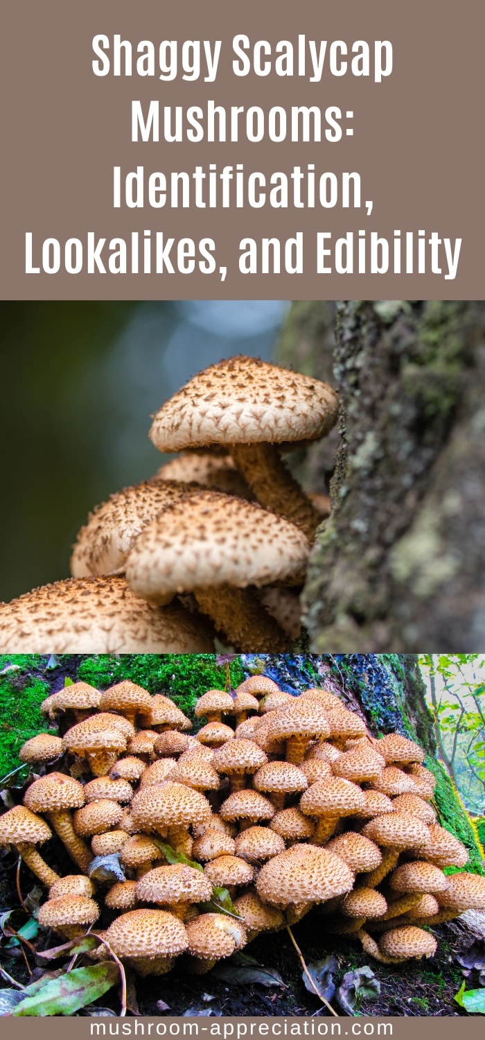 Shaggy Scalycap Mushrooms: Identification, Lookalikes, and Edibility ...