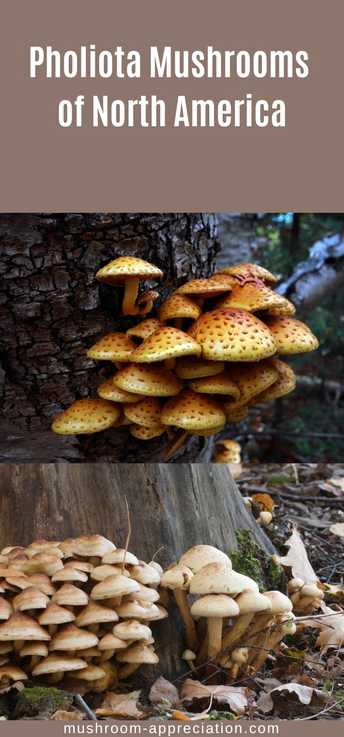 Pholiota Mushrooms of North America - Mushroom Appreciation