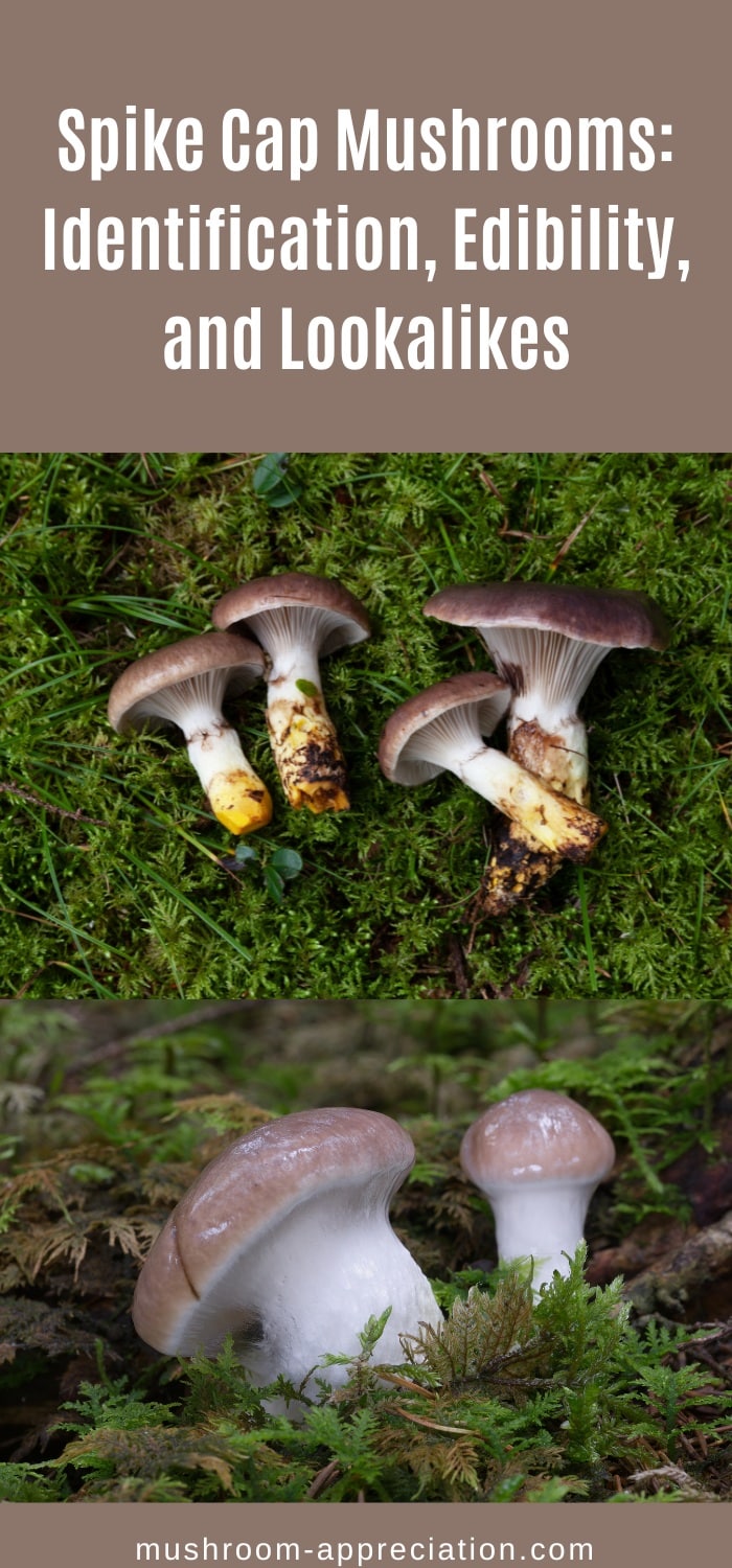 Spike Cap Mushrooms: Identification, Edibility, and Lookalikes ...