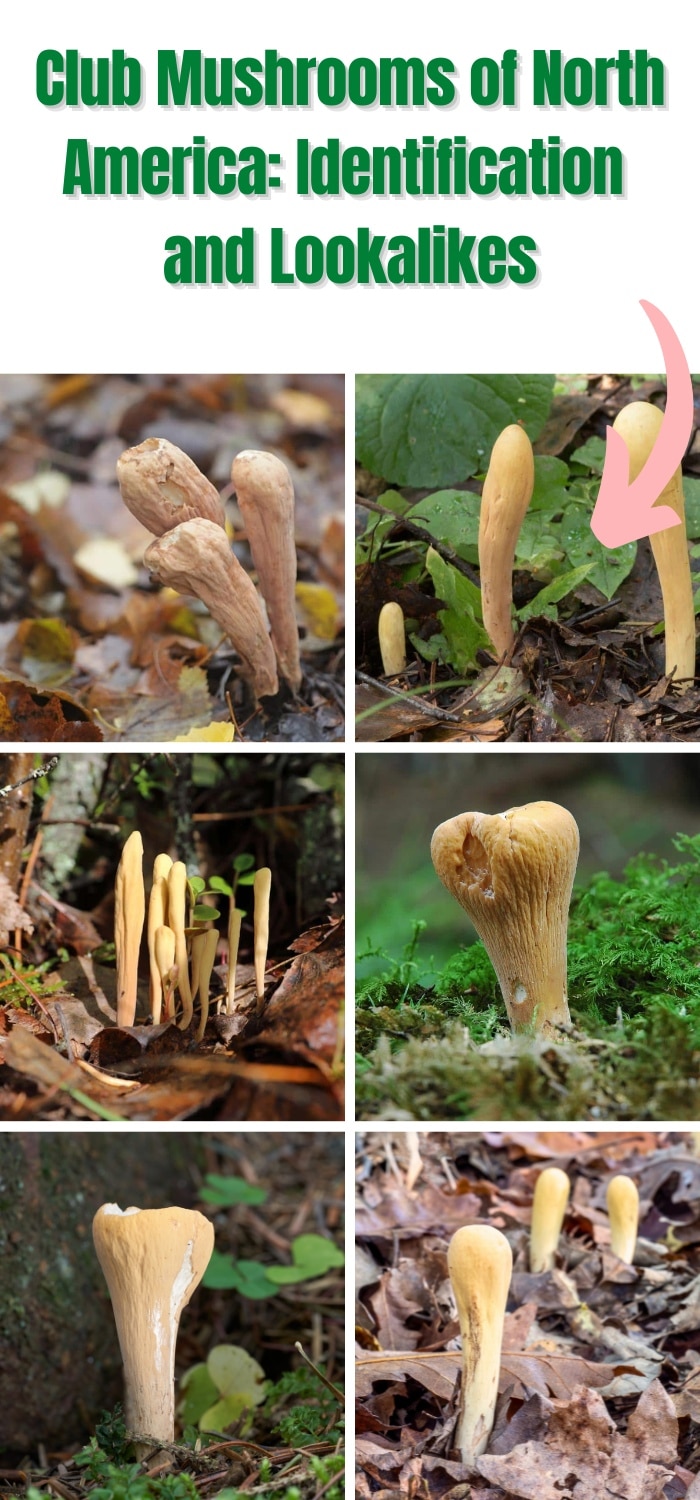 Club Mushrooms of North America: Identification and Lookalikes - Mushroom Appreciation