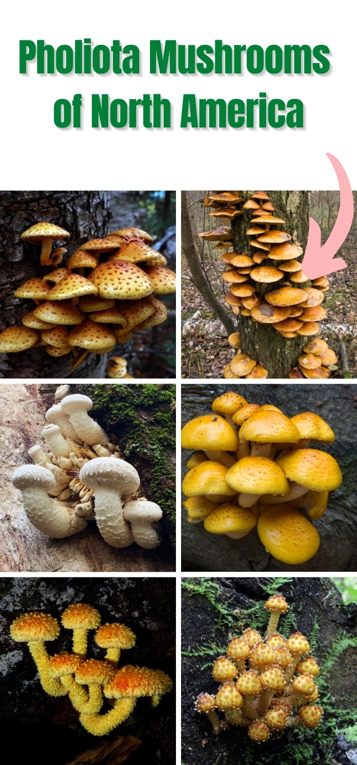 Pholiota Mushrooms of North America - Mushroom Appreciation