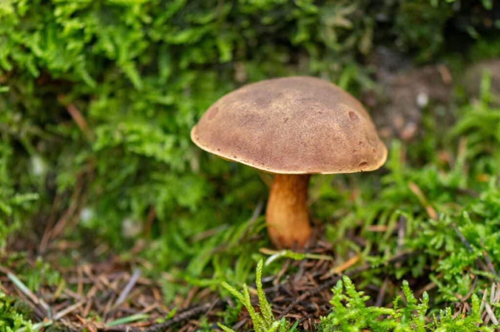 Bay Bolete: Identification, Foraging, and Lookalikes - Mushroom ...
