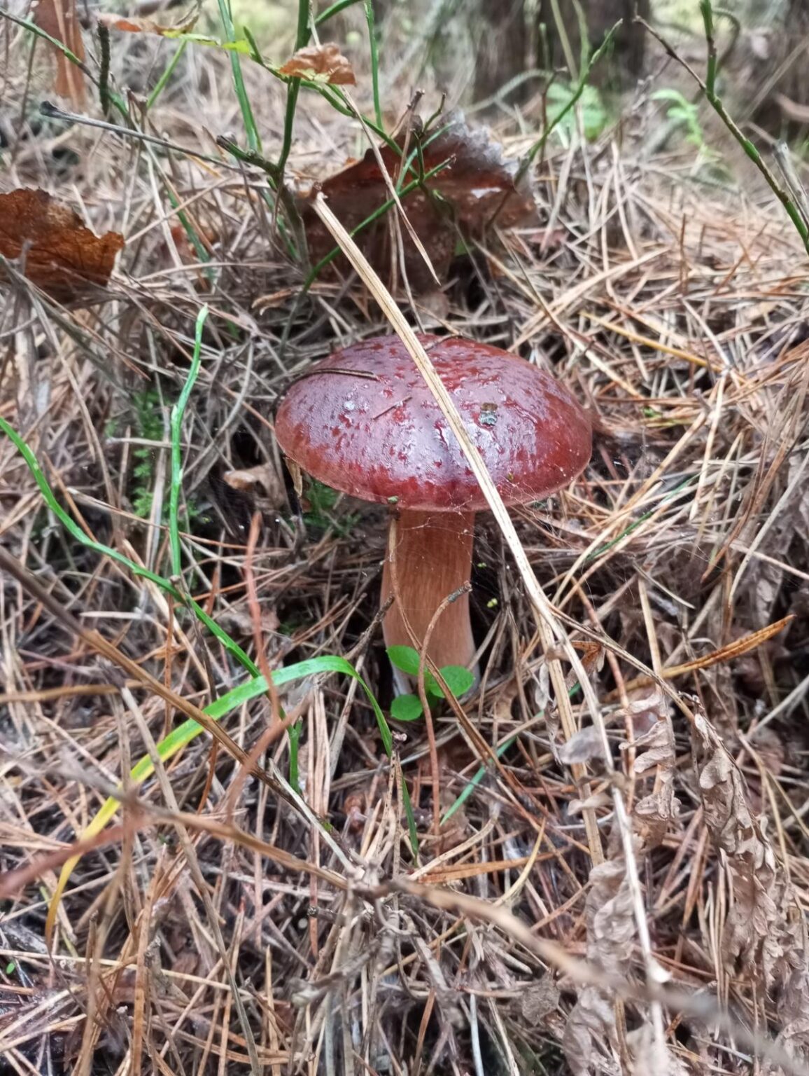 Bay Bolete: Identification, Foraging, and Lookalikes - Mushroom ...