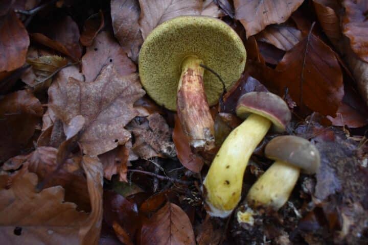 Bay Bolete: Identification, Foraging, and Lookalikes - Mushroom ...