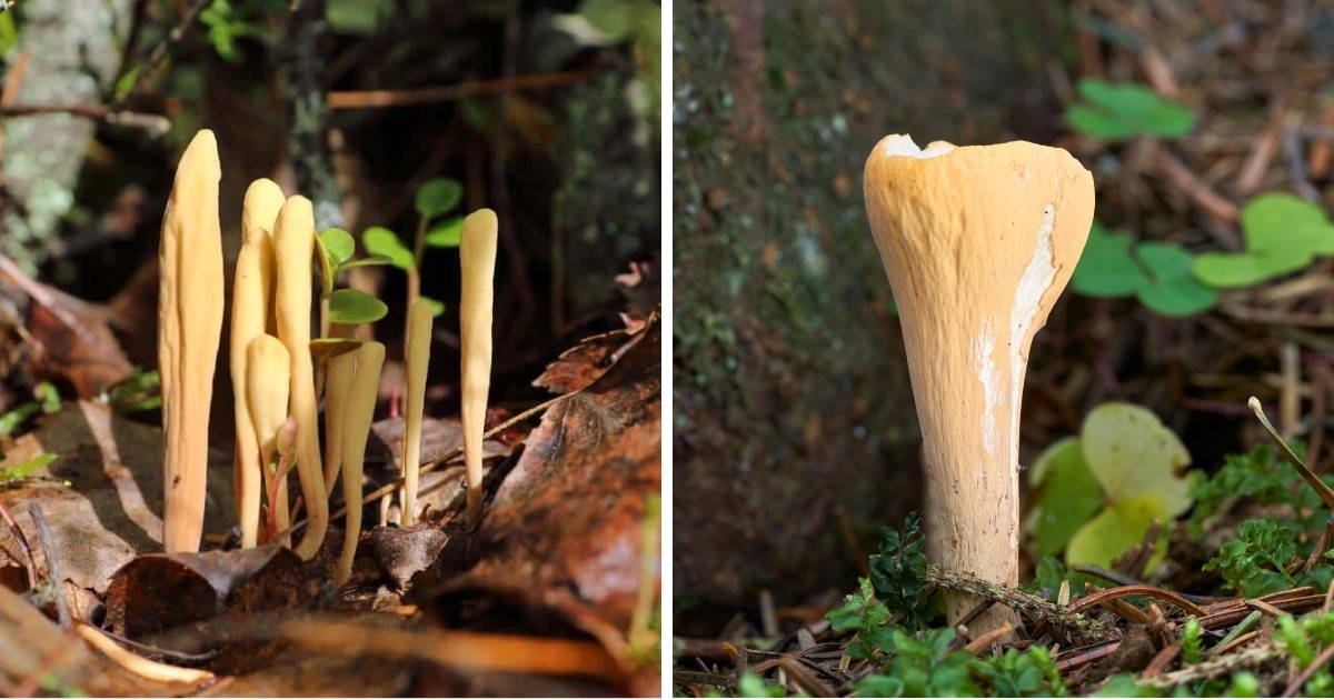 Club Mushrooms of North America: Identification and Lookalikes - Mushroom Appreciation