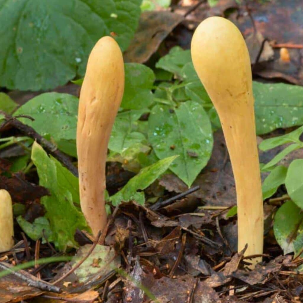 Devil's Tooth Fungus: Identification, Lookalikes, and Uses - Mushroom ...