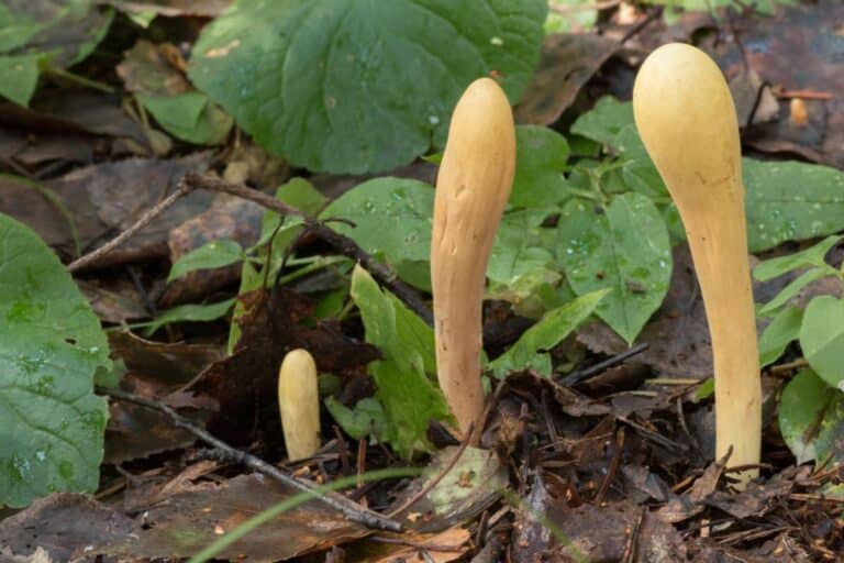 Club Mushrooms of North America: Identification and Lookalikes ...