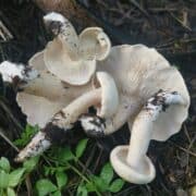 Devil's Tooth Fungus: Identification, Lookalikes, and Uses - Mushroom ...