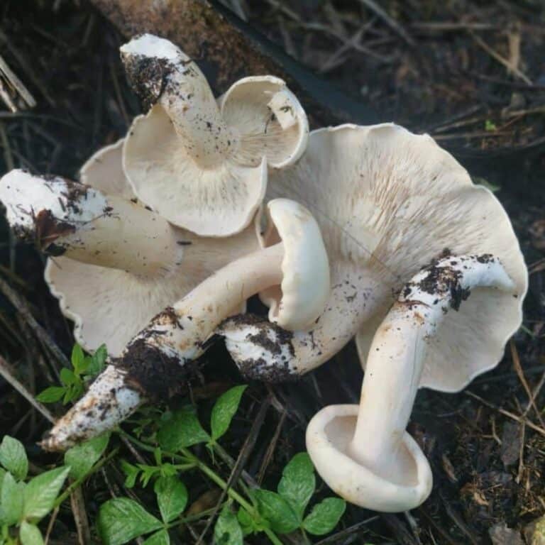 American Matsutake: Identification, Foraging, and Concerns - Mushroom ...
