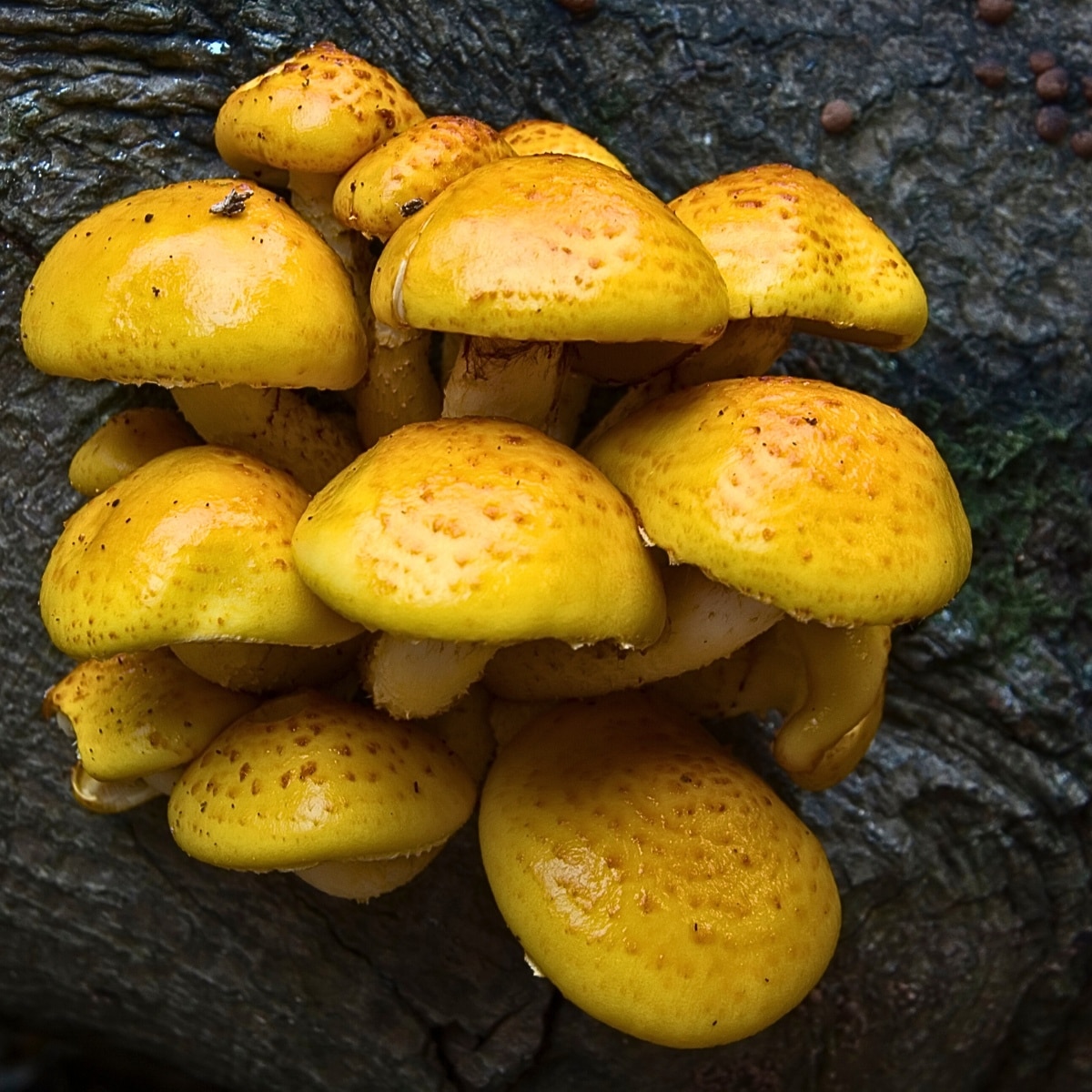 Amatoxin: The Deadliest Mushroom Poison - Mushroom Appreciation