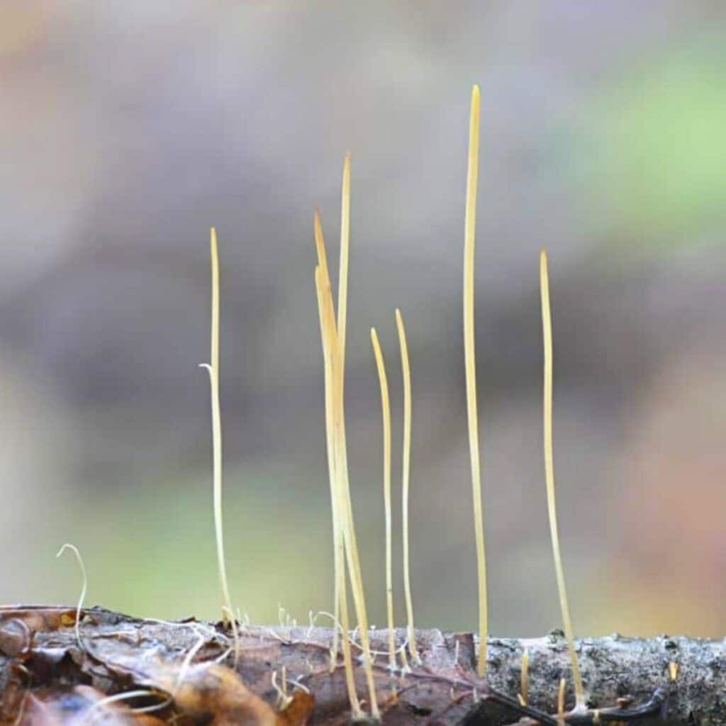 Amber Jelly Roll Fungus: Identification, Foraging, and Uses - Mushroom ...