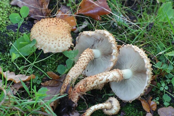 Shaggy Scalycap Mushrooms: Identification, Lookalikes, and Edibility ...
