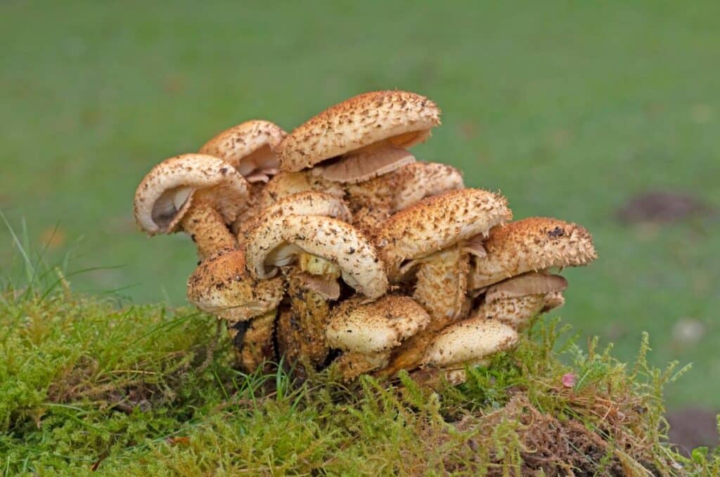 Shaggy Scalycap Mushrooms: Identification, Lookalikes, and Edibility ...