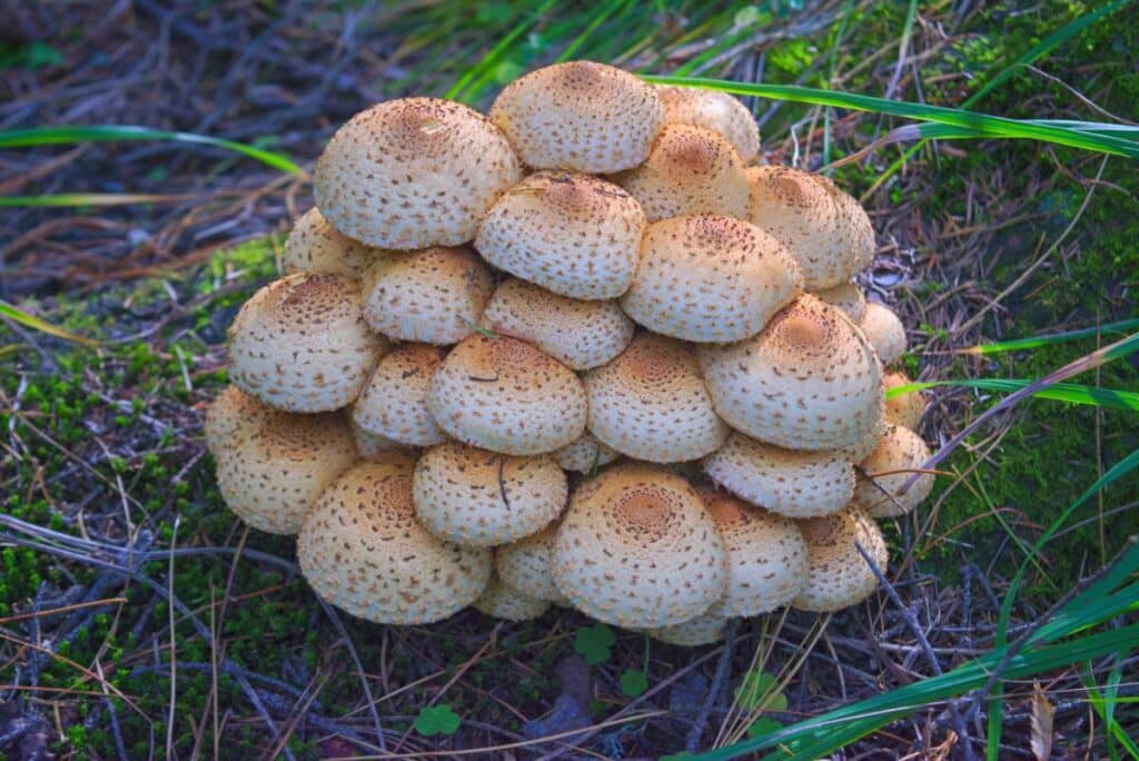 Shaggy Scalycap Mushrooms: Identification, Lookalikes, and Edibility ...