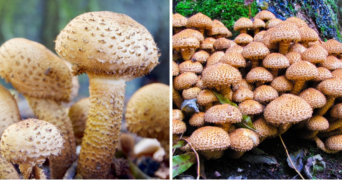 Shaggy Scalycap Mushrooms: Identification, Lookalikes, and Edibility ...