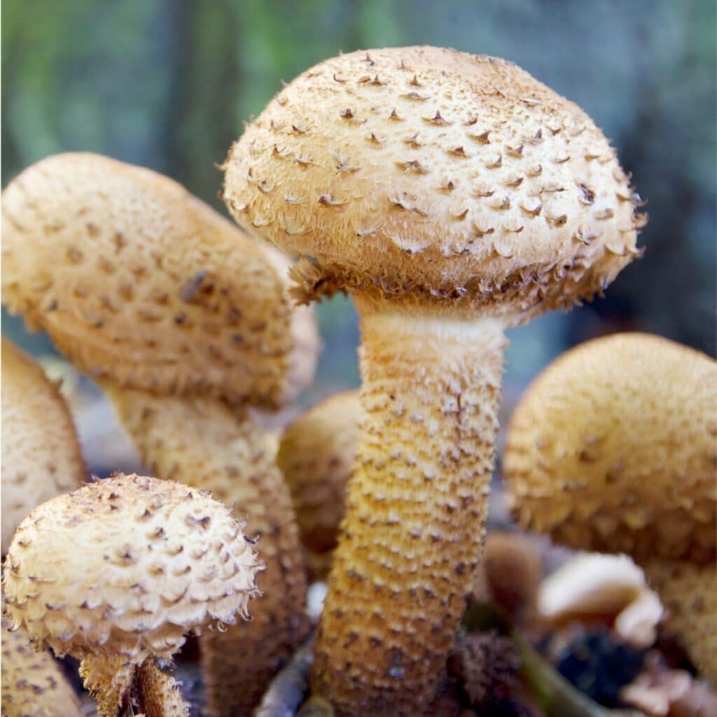 The White Button Mushroom: More Than Meets the Eye! - Mushroom Appreciation