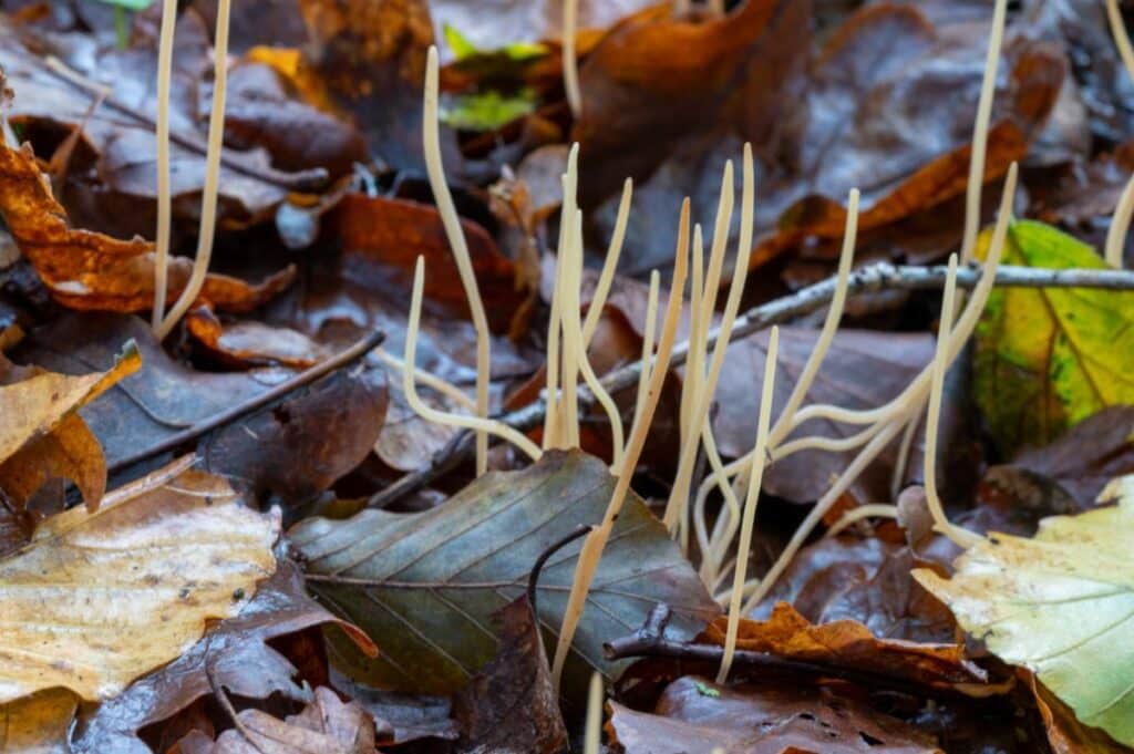 Pipe Club Mushroom: Identification and Lookalikes - Mushroom Appreciation