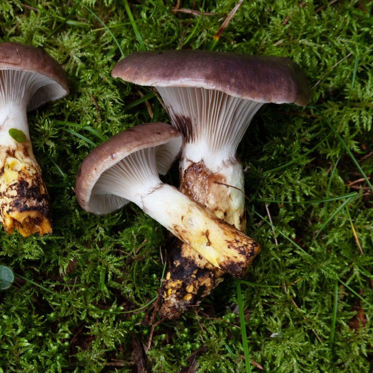 Split Gill Mushrooms: Identification, Edibility, and Medicinal Use ...