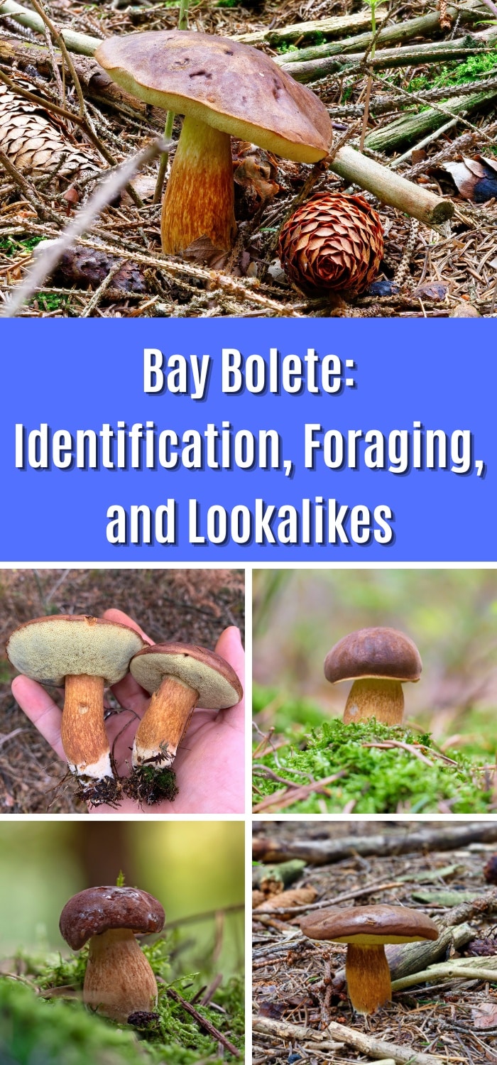 Bay Bolete: Identification, Foraging, and Lookalikes - Mushroom ...