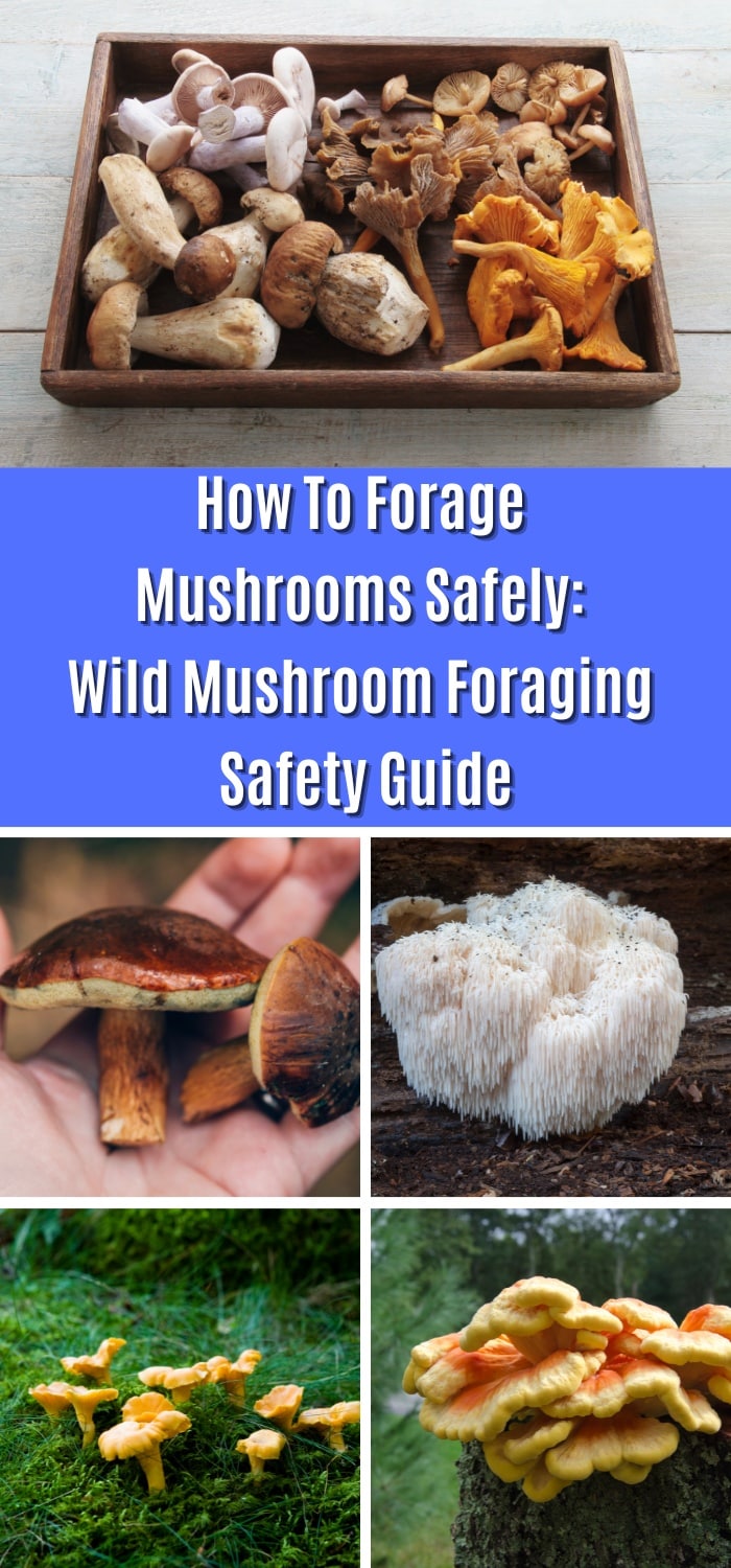 How To Forage Mushrooms Safely: Wild Mushroom Foraging Safety Guide ...
