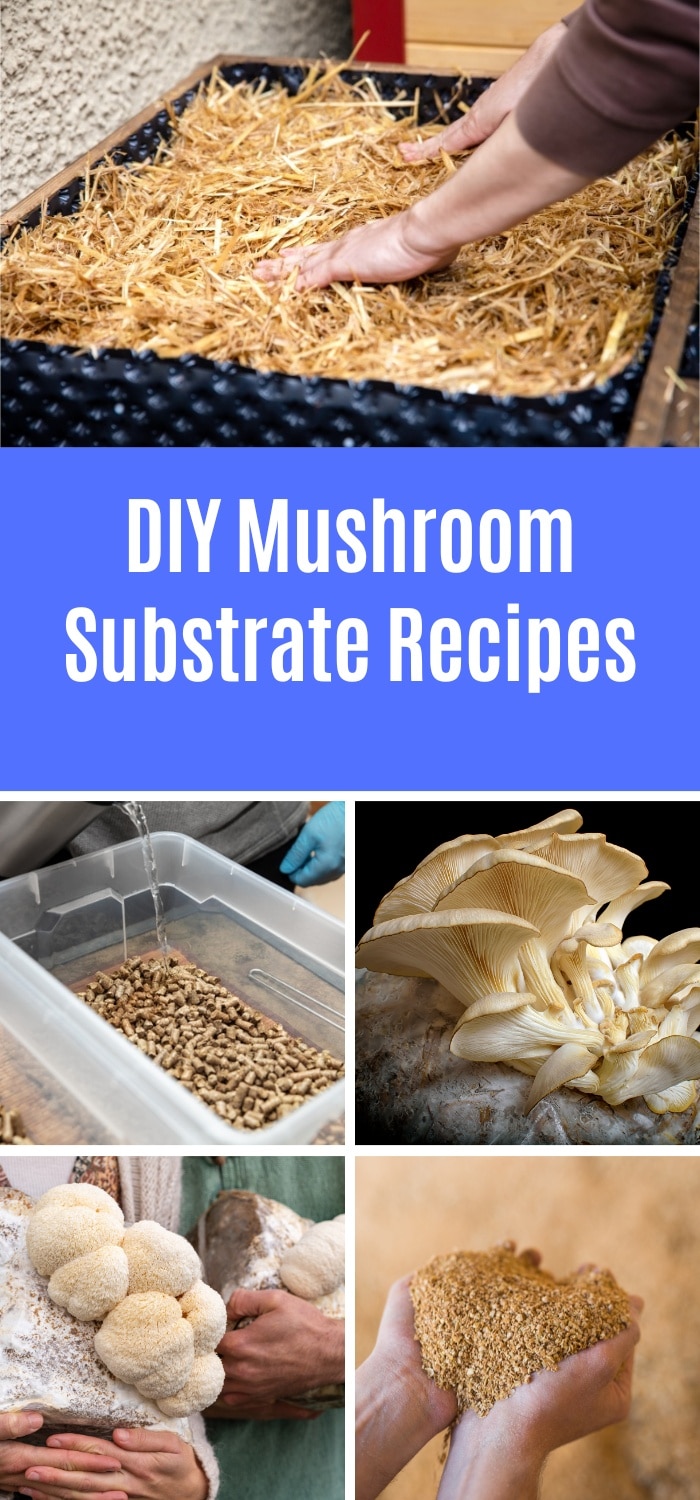 DIY Mushroom Substrate Recipes - Mushroom Appreciation
