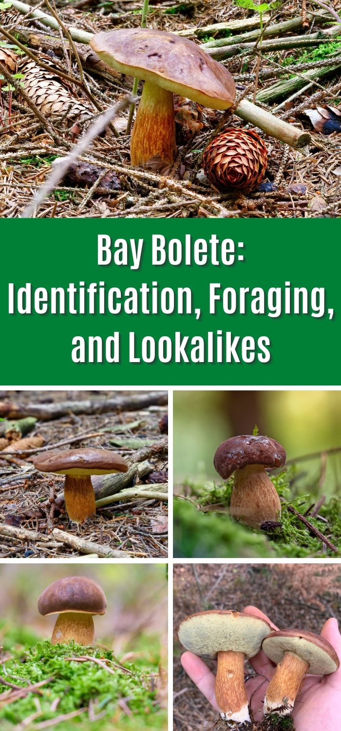 Bay Bolete: Identification, Foraging, and Lookalikes - Mushroom ...