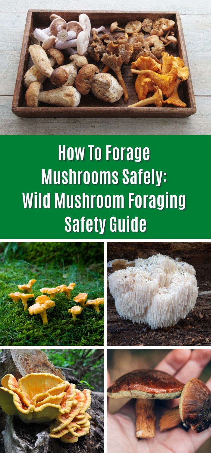How To Forage Mushrooms Safely: Wild Mushroom Foraging Safety Guide ...