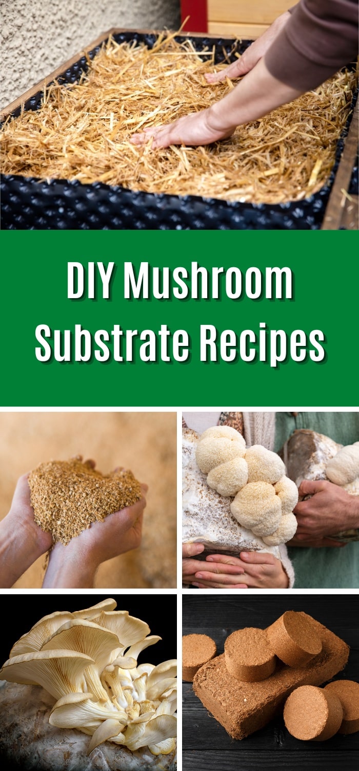 DIY Mushroom Substrate Recipes - Mushroom Appreciation