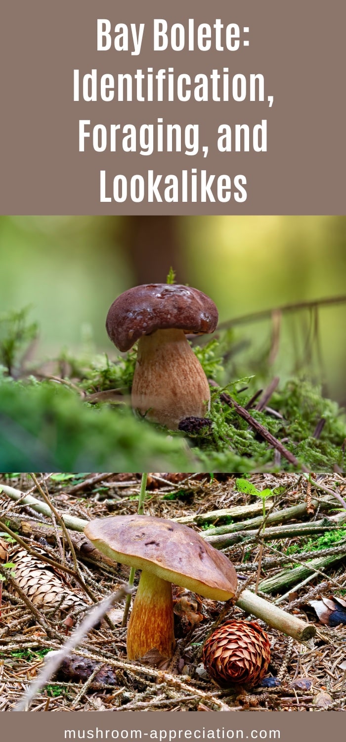 Bay Bolete: Identification, Foraging, and Lookalikes - Mushroom ...