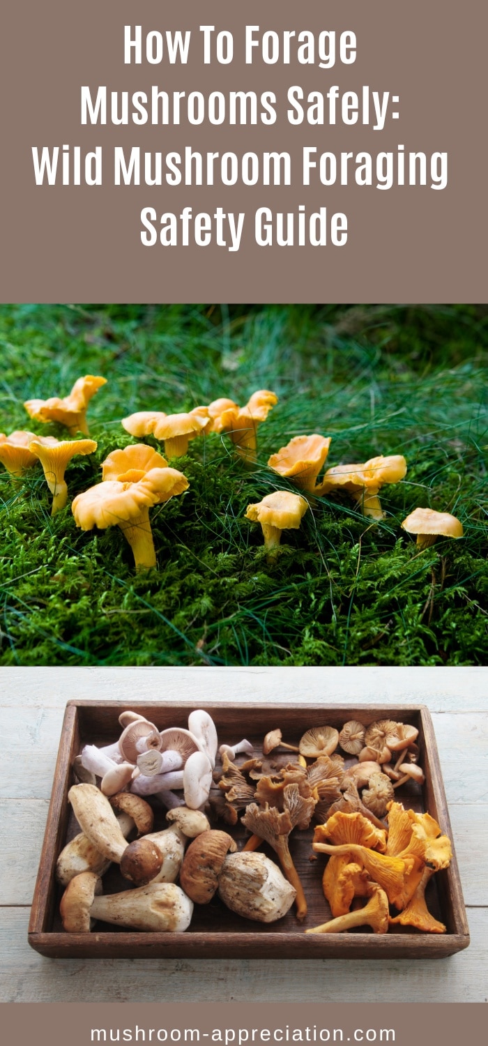 How To Forage Mushrooms Safely: Wild Mushroom Foraging Safety Guide ...