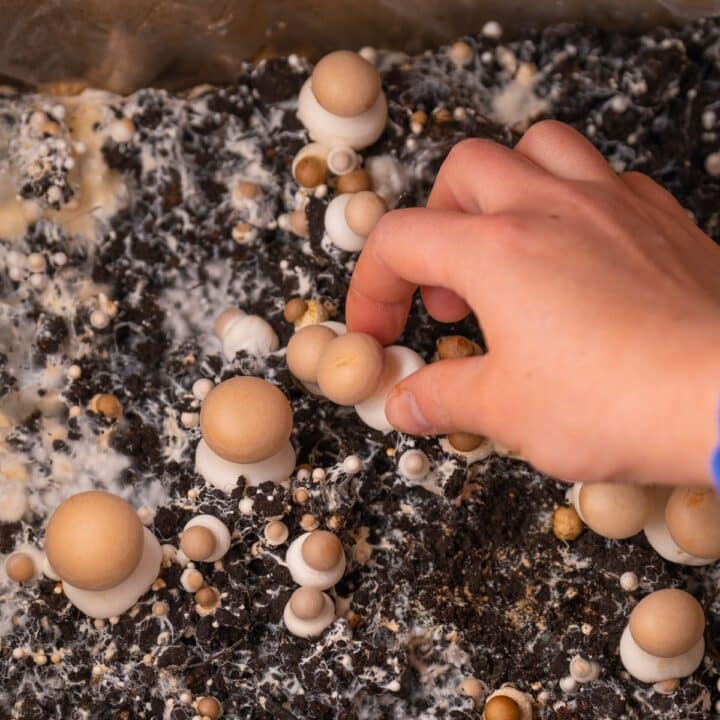 How To Choose And Prepare Mushroom Substrate - Mushroom Appreciation