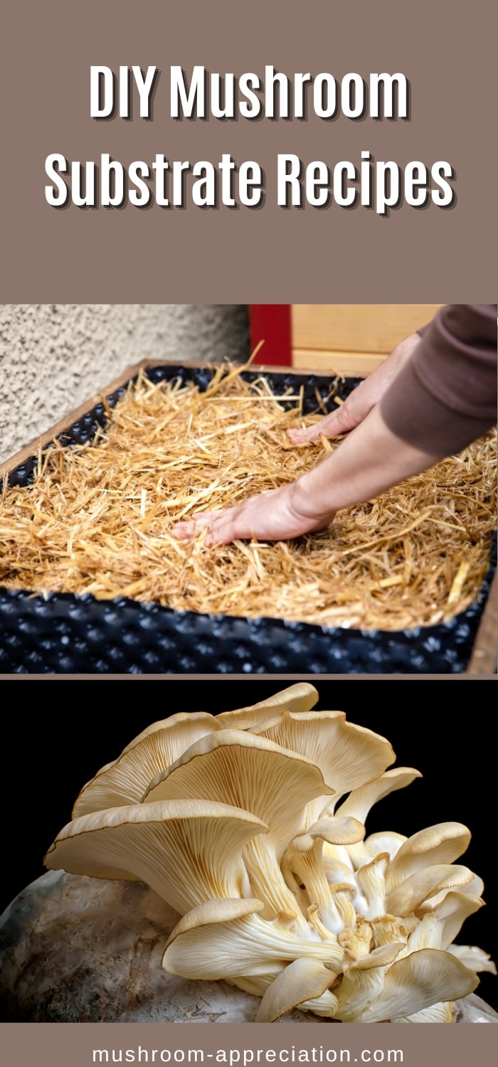 DIY Mushroom Substrate Recipes - Mushroom Appreciation