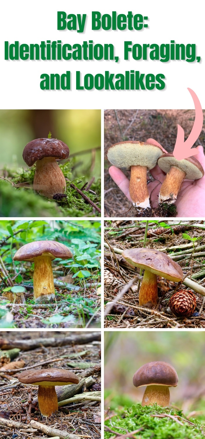 Bay Bolete: Identification, Foraging, and Lookalikes - Mushroom ...