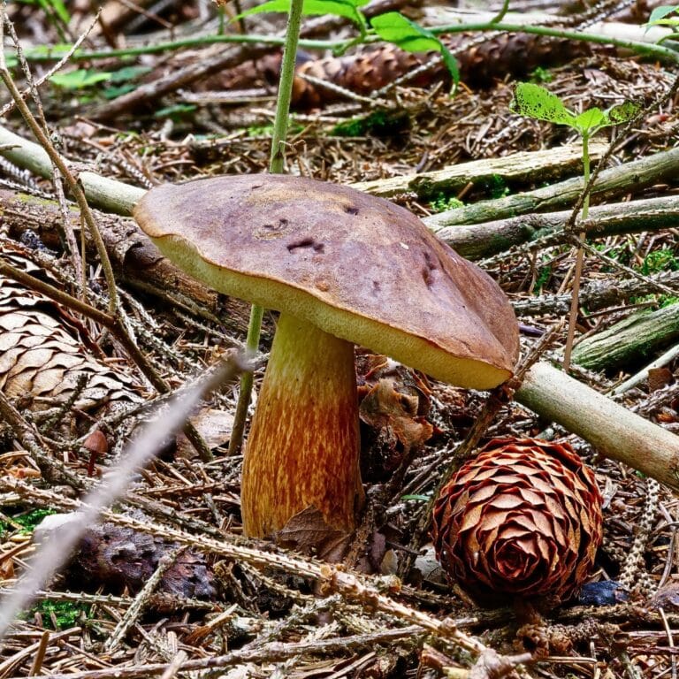 Magical Fairy Rings: The Science and Folklore - Mushroom Appreciation
