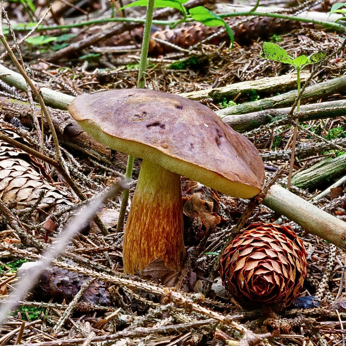 Butterball Bolete: Identification and Foraging Guide - Mushroom ...