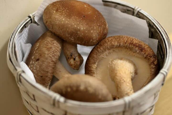 Shiitake Mushrooms Facts, History and Recipes - Mushroom Appreciation