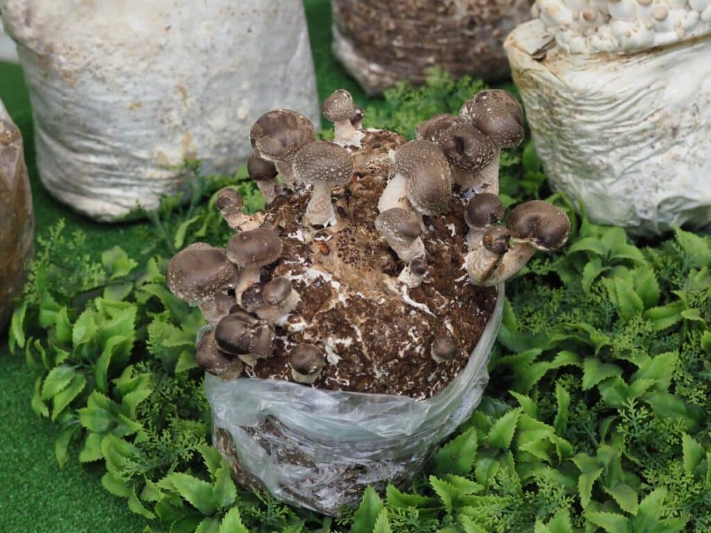 How To Grow Shiitake Mushrooms In Sawdust Bags - Mushroom Appreciation