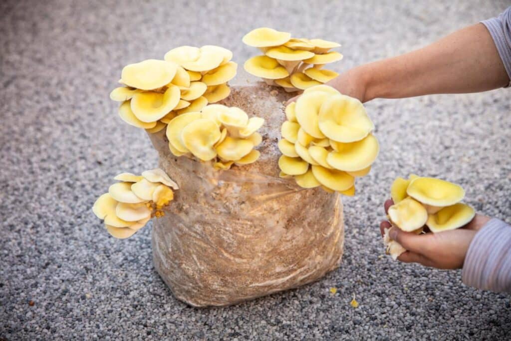 How to Grow Oyster Mushrooms in Bags: An Indoor Cultivation Guide ...