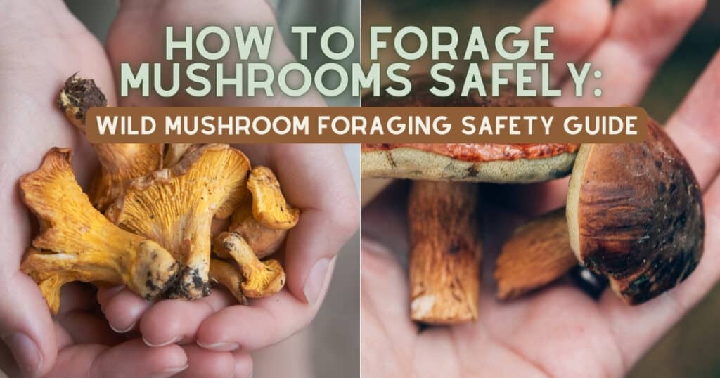 How To Forage Mushrooms Safely: Wild Mushroom Foraging Safety Guide ...