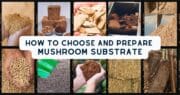 How To Choose And Prepare Mushroom Substrate - Mushroom Appreciation
