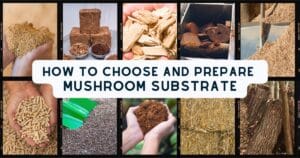How To Choose And Prepare Mushroom Substrate - Mushroom Appreciation