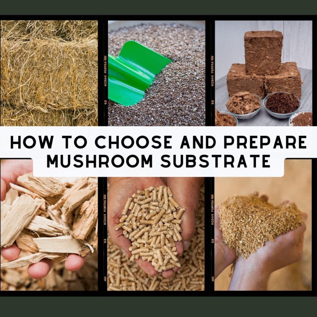 The Train Wrecker Mushroom: Identification, Foraging, and Cooking ...