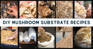 DIY Mushroom Substrate Recipes - Mushroom Appreciation