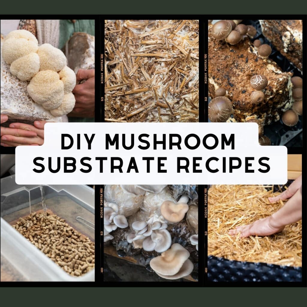 Guide To Candy Caps: The Maple Syrup Mushroom - Mushroom Appreciation